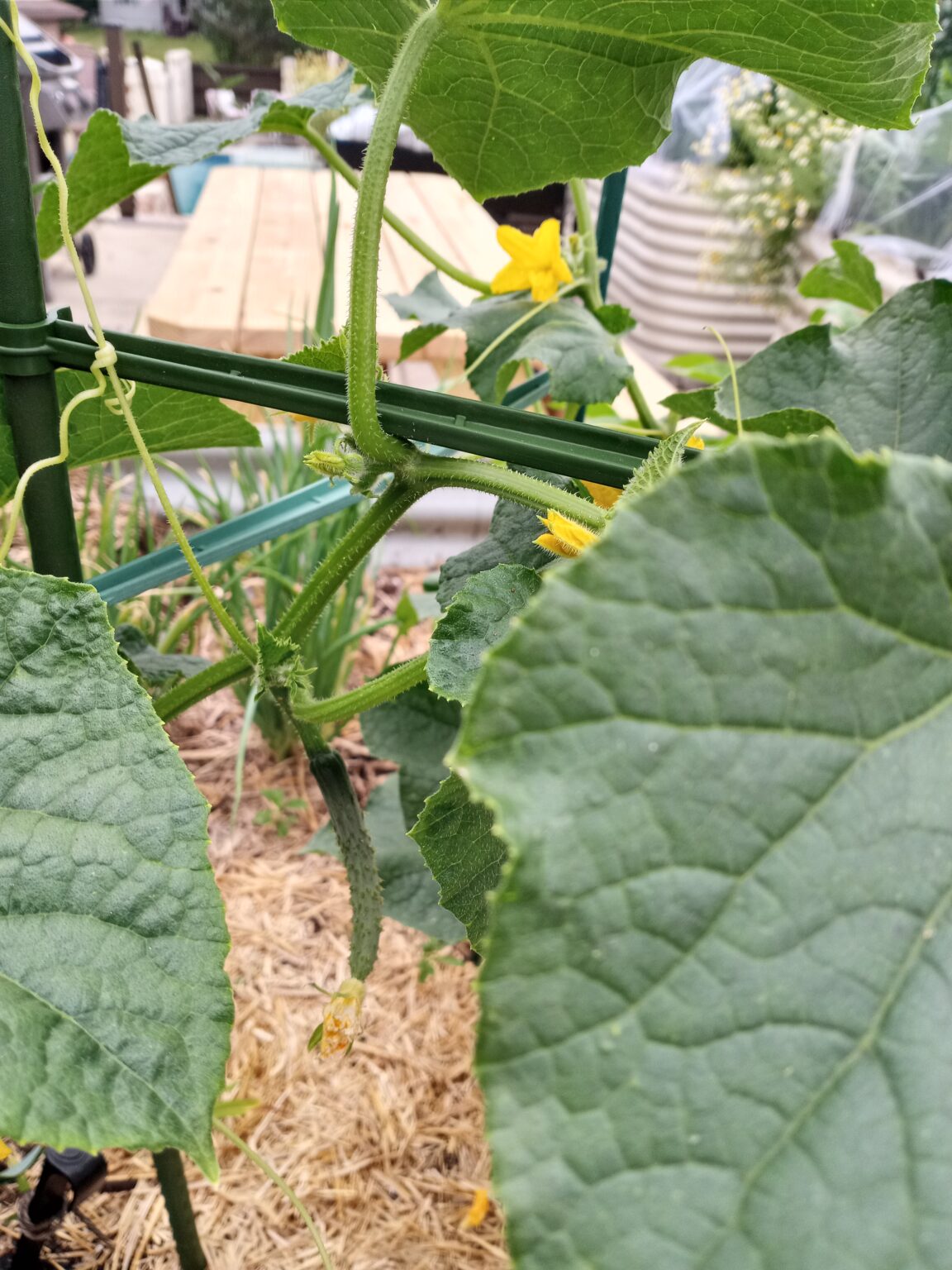 Early Cucumbers Signal the Start of Summer Harvest – KitchenGardens.com